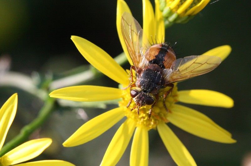 Tachinidae: Tachina fera , Natura Mediterraneo | Forum Naturalistico