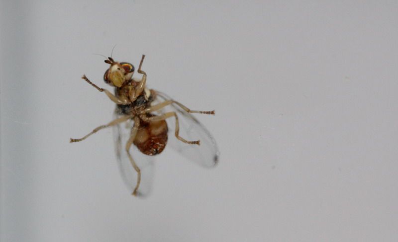 Bactrocera (Dacus) oleae - Tephritidae , Natura Mediterraneo | Forum ...