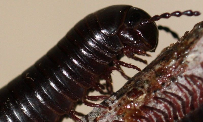 Julidae sp. - millepiedi , Natura Mediterraneo | Forum Naturalistico