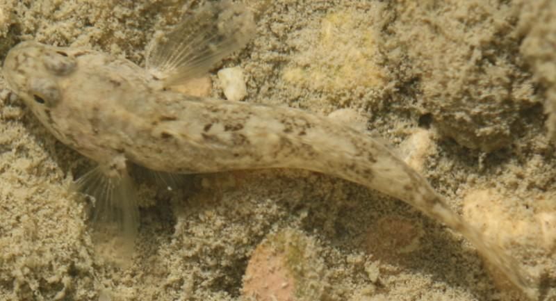 Cottus gobio (Cottidae) , Natura Mediterraneo | Forum Naturalistico