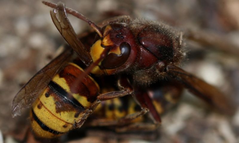 Calabroni (Vespa crabro) in lotta , Natura Mediterraneo | Forum ...