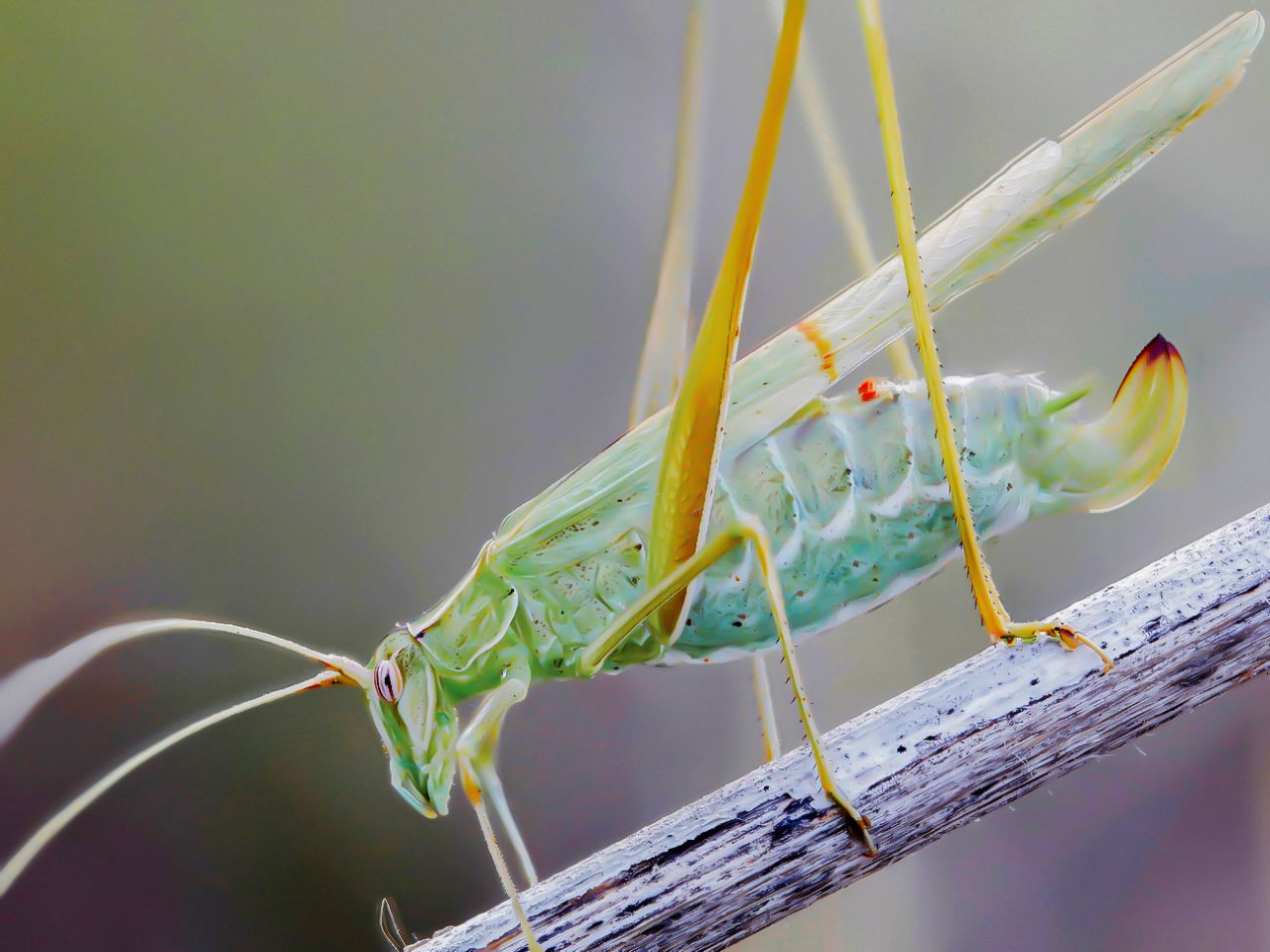 Phaneropteridae sp. ? Sì, Tylopsis lilifolia , Natura Mediterraneo ...