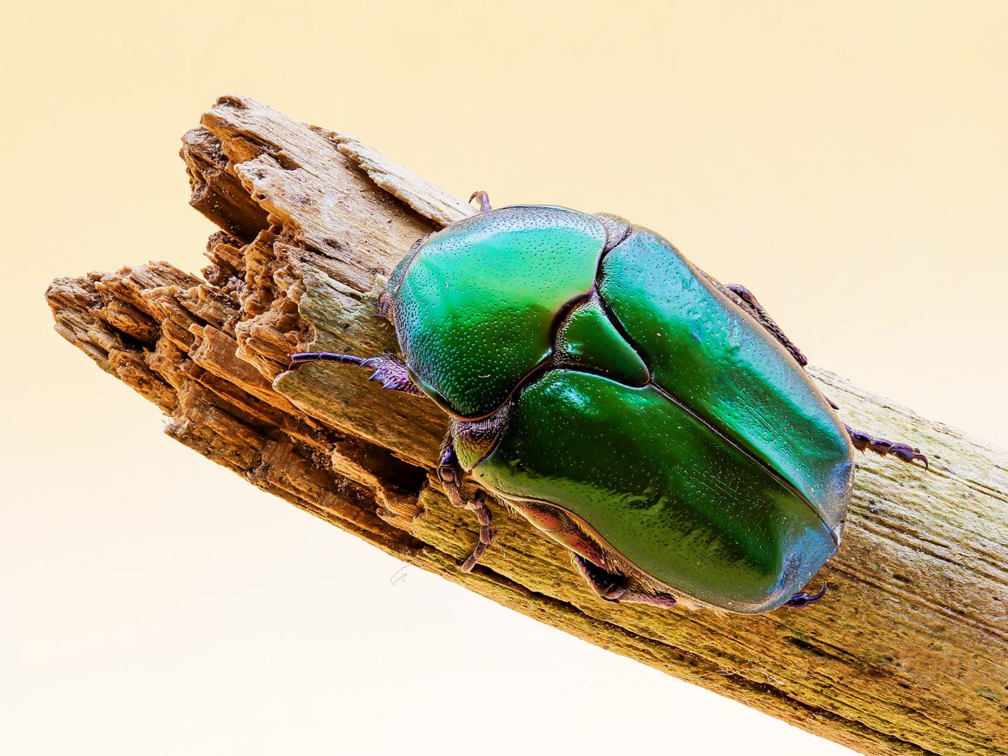 Cetoniidae - Cetonia aurata... No, Protaetia cuprea , Natura ...