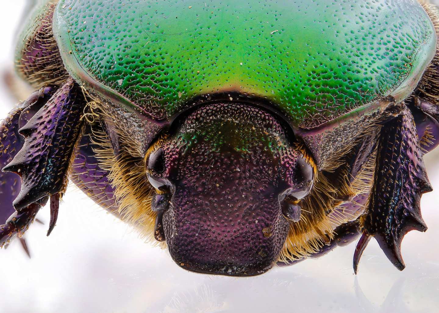 Cetoniidae - Cetonia aurata... No, Protaetia cuprea , Natura ...