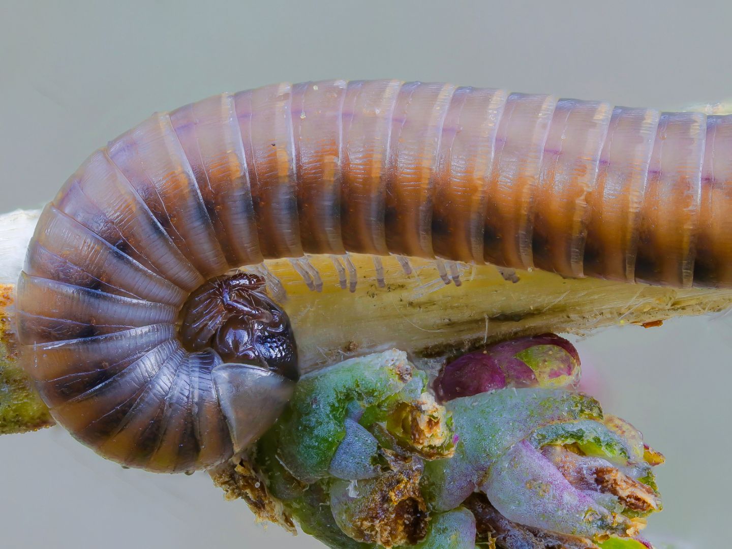 Julidae sp. , Natura Mediterraneo | Forum Naturalistico