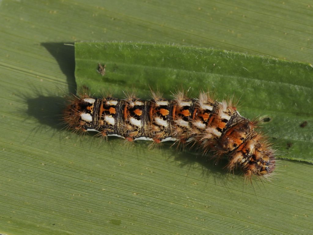 Noctuidae - Acronicta rumicis (larva) , Natura Mediterraneo | Forum ...