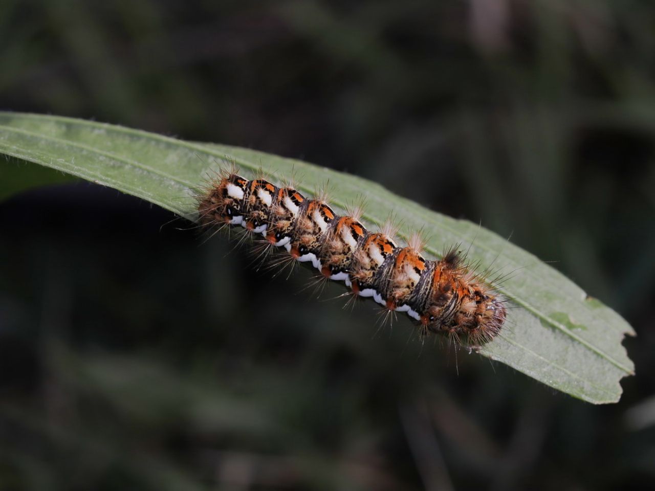 Noctuidae - Acronicta rumicis (larva) , Natura Mediterraneo | Forum ...