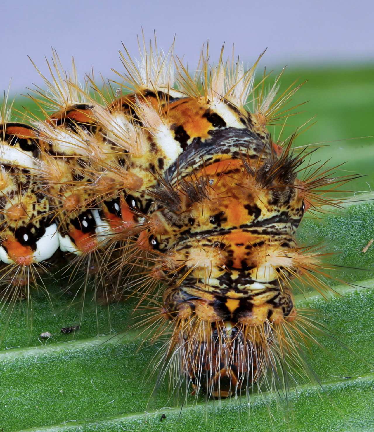 Noctuidae - Acronicta rumicis (larva) , Natura Mediterraneo | Forum ...