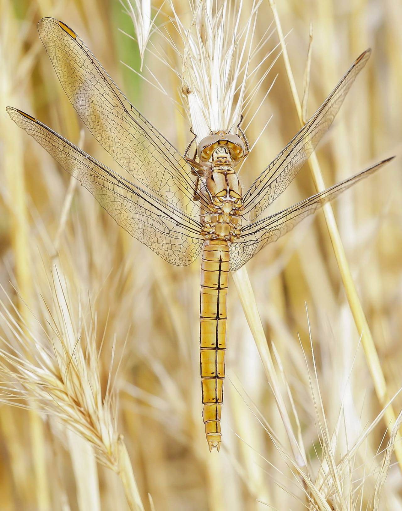 Libellulidae - Orthetrum brunneum , Natura Mediterraneo | Forum ...