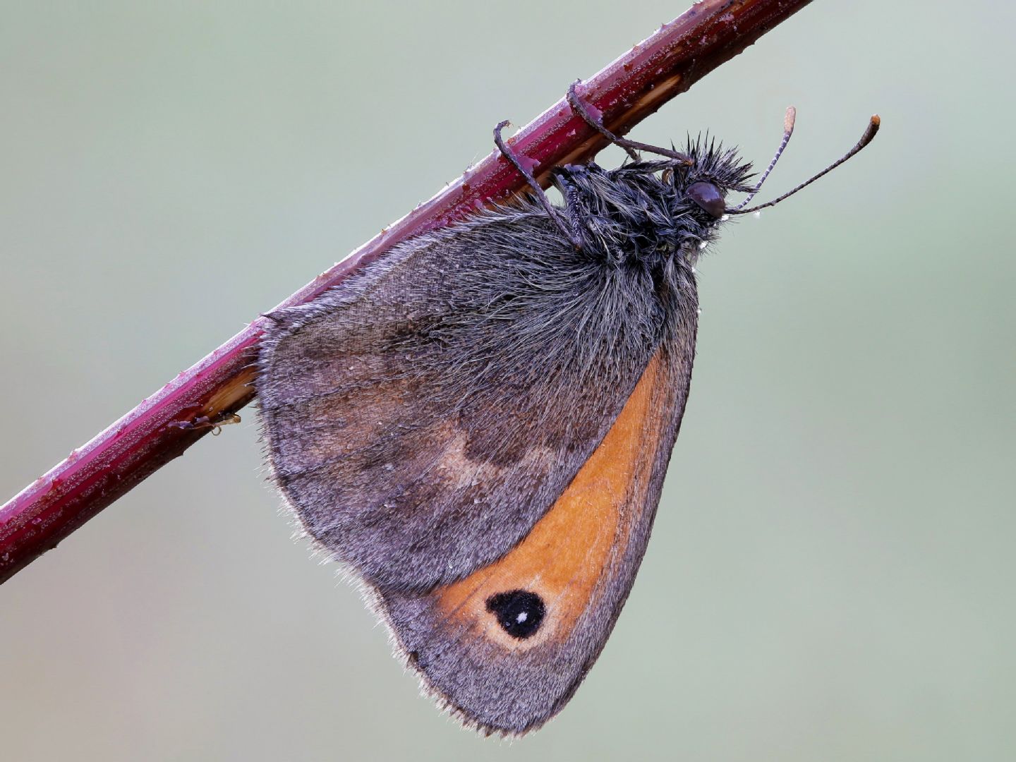 Nymphalidae Satyrinae - Coenonympha pamphilus , Natura Mediterraneo ...