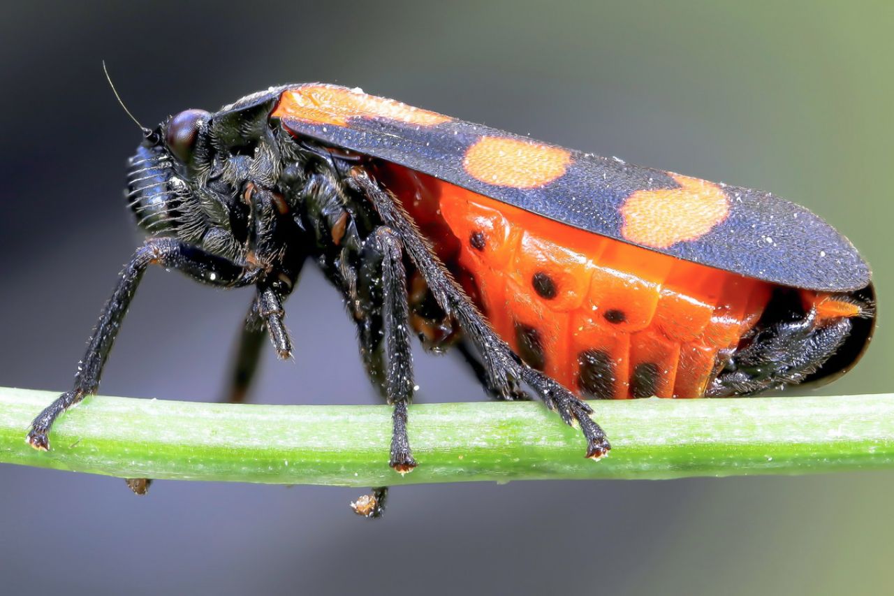 Cercopidae - Cercopis sanguinolenta , Natura Mediterraneo | Forum ...