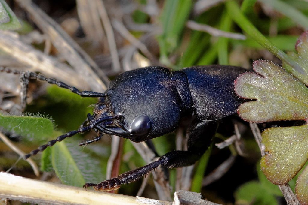Ocypus olens (Staphylinidae), il cocchiere del diavolo , Natura ...
