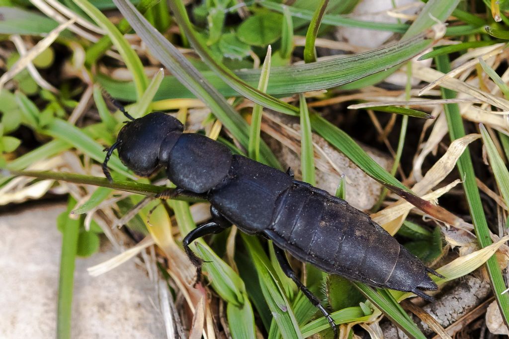 Ocypus olens (Staphylinidae), il cocchiere del diavolo , Natura ...