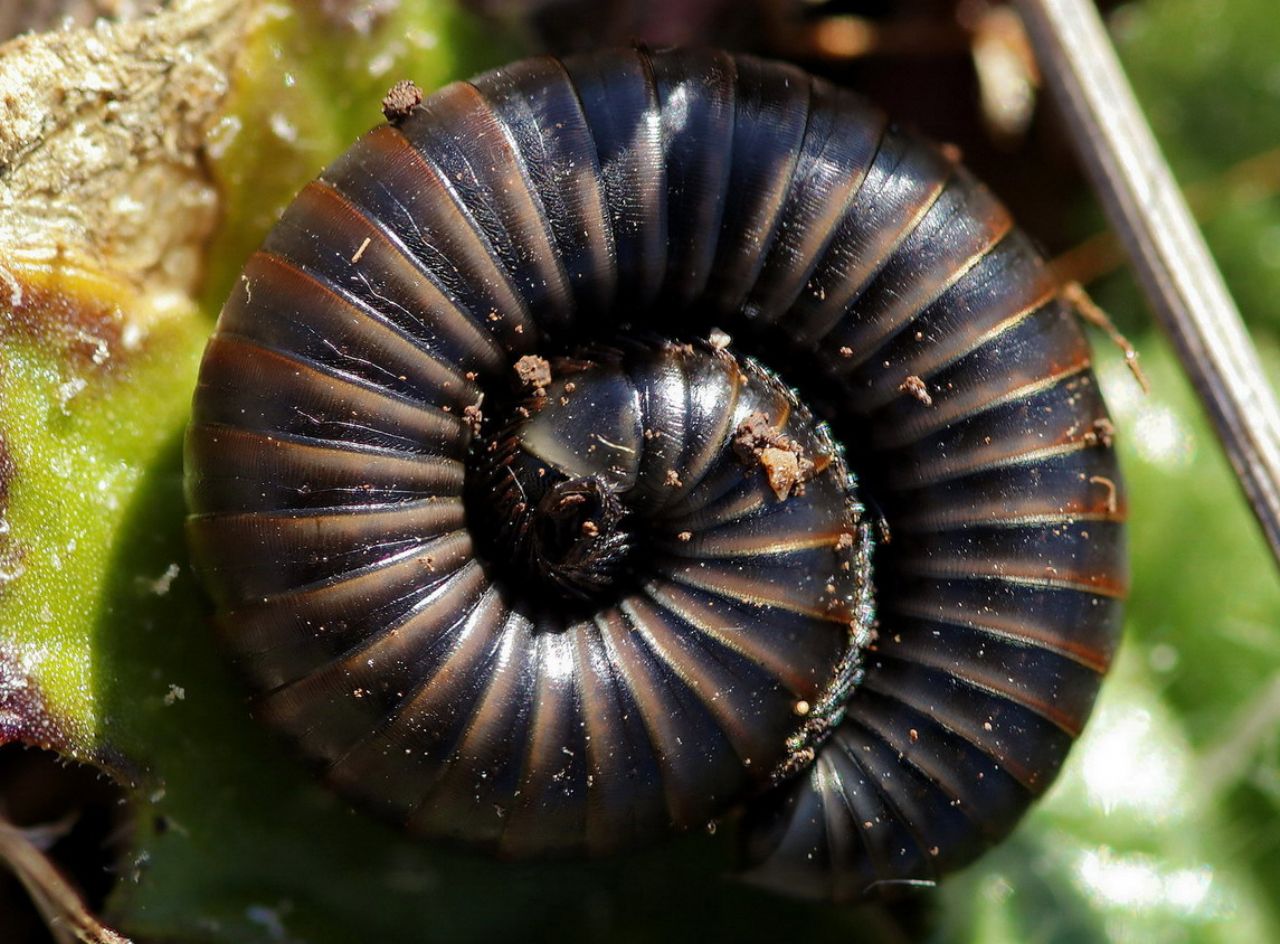 Julidae sp. , Natura Mediterraneo | Forum Naturalistico