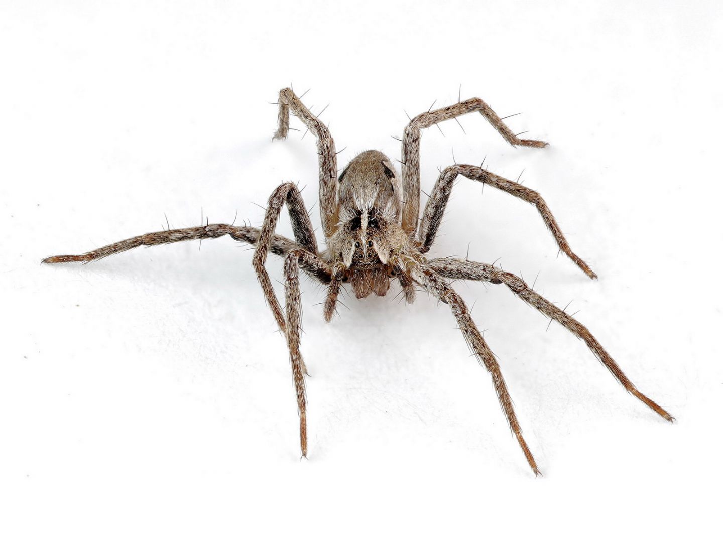 Pisauridae - Pisaura sp. , Natura Mediterraneo | Forum Naturalistico