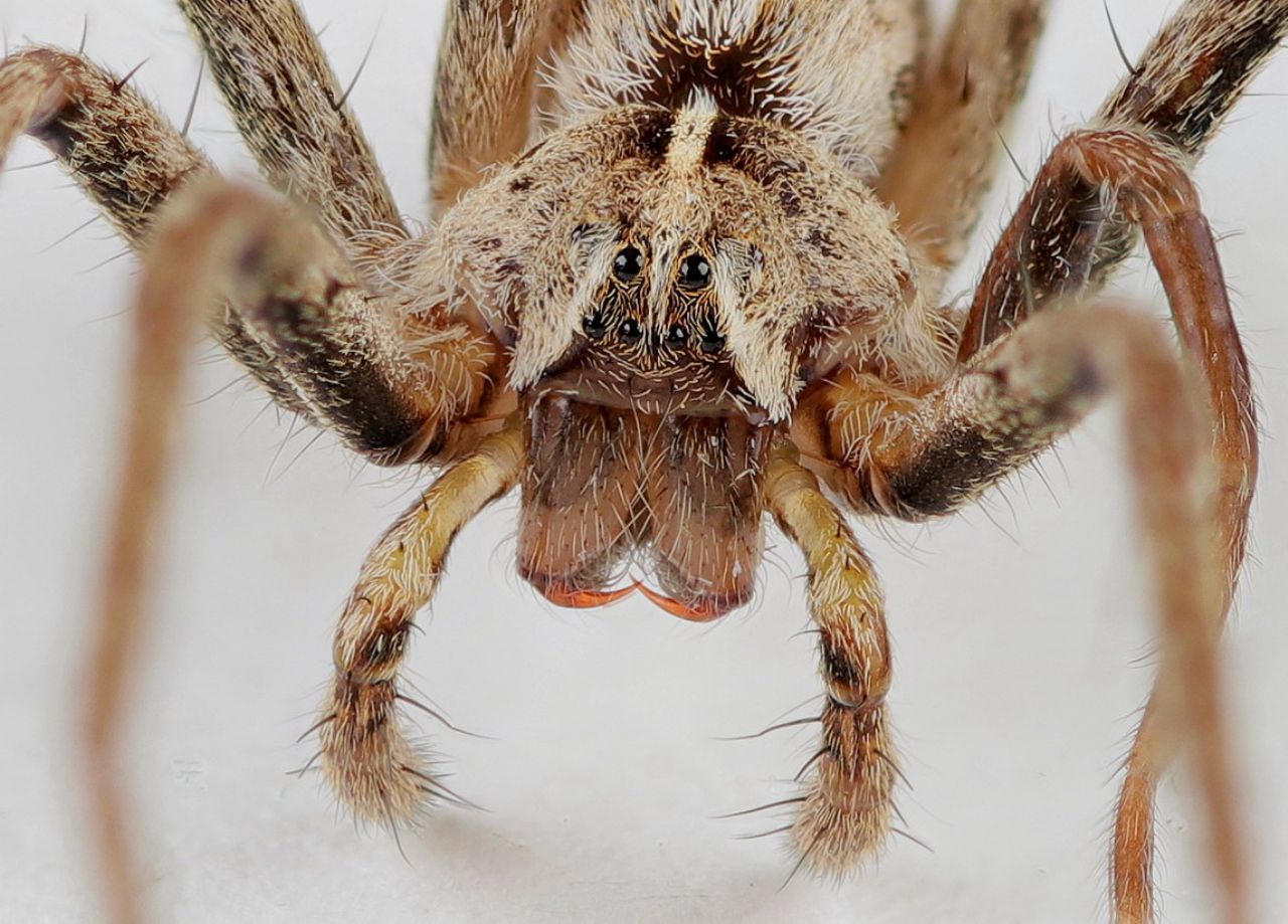 Pisauridae - Pisaura sp. , Natura Mediterraneo | Forum Naturalistico