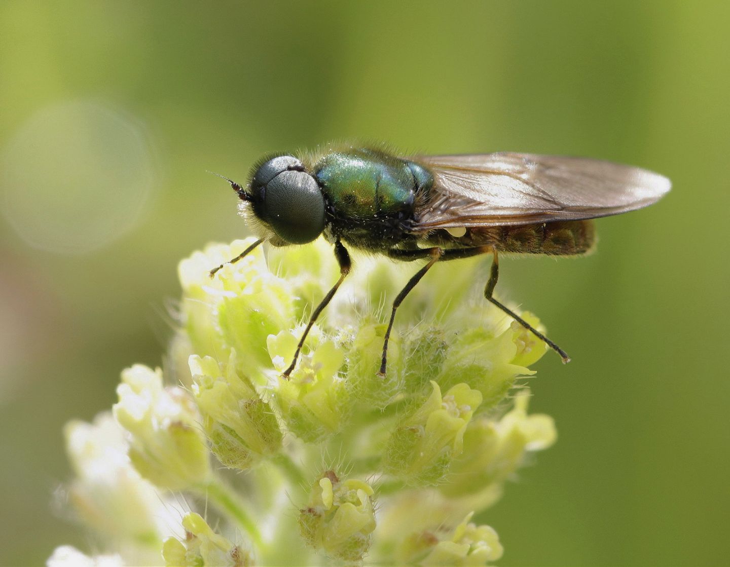 Stratiomyidae - Chloromyia formosa, maschio , Natura Mediterraneo ...