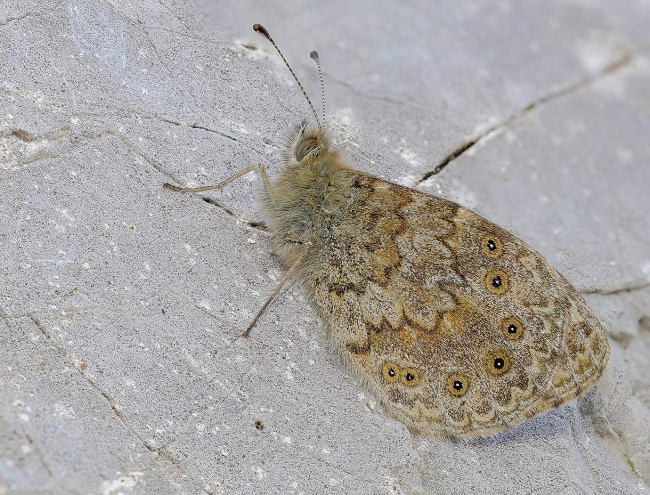 Lasiommata megera (Nymphalidae) , Natura Mediterraneo | Forum Naturalistico