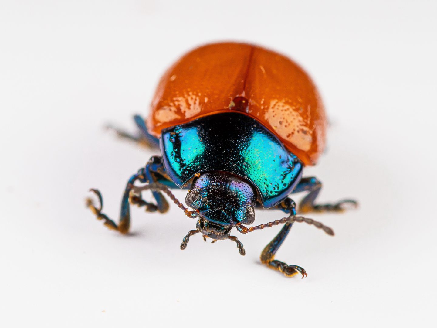 Chrysomelidae - Chrysolina grossa , Natura Mediterraneo | Forum ...