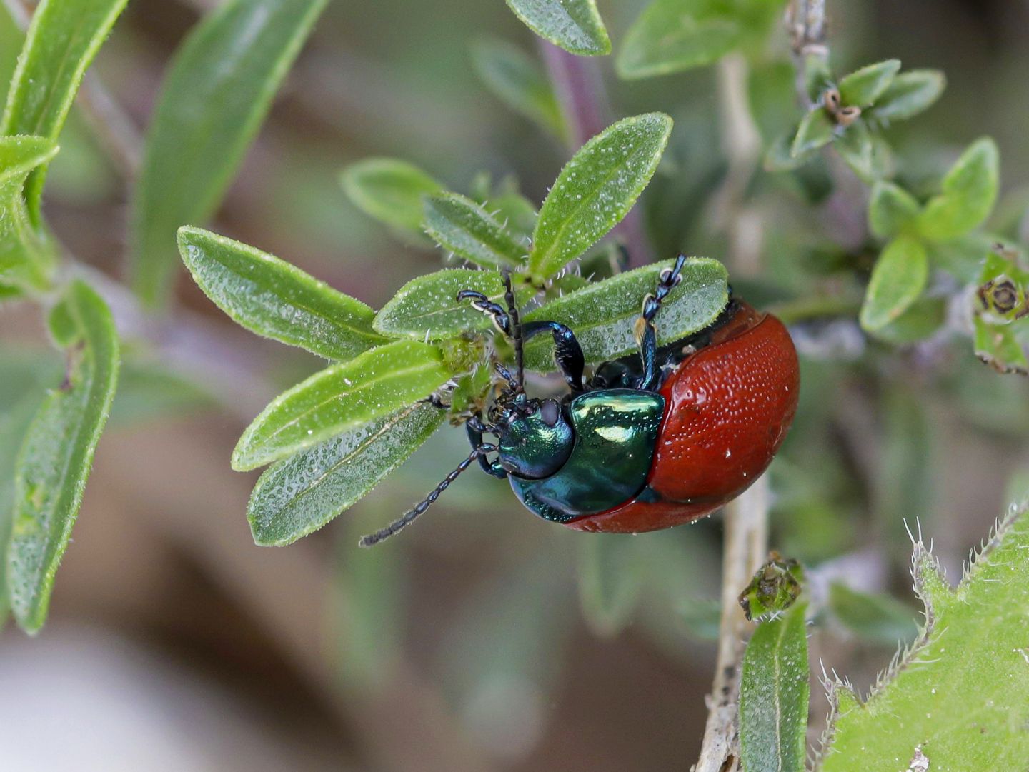 Chrysomelidae - Chrysolina grossa , Natura Mediterraneo | Forum ...