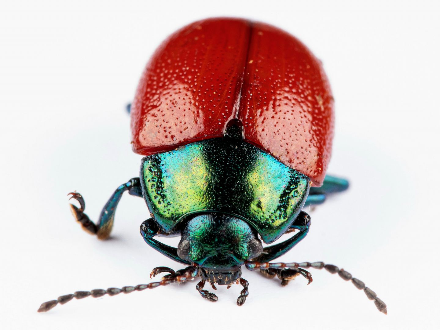 Chrysomelidae - Chrysolina grossa , Natura Mediterraneo | Forum ...