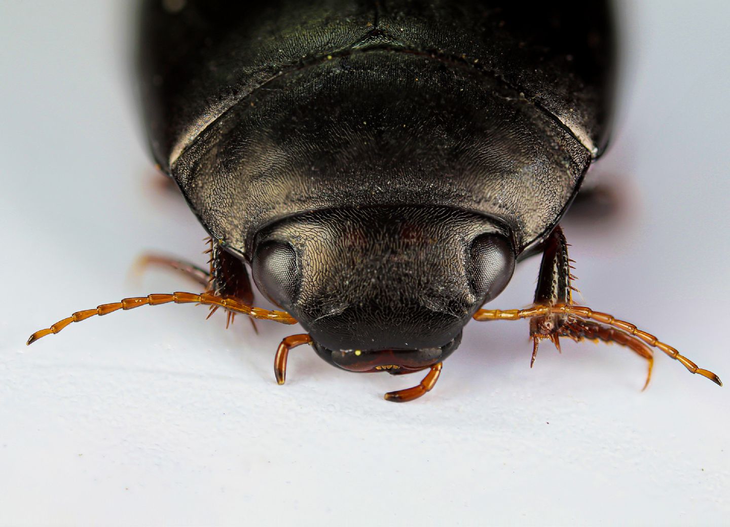 Dytiscidae: Agabus bipustulatus , Natura Mediterraneo | Forum Naturalistico