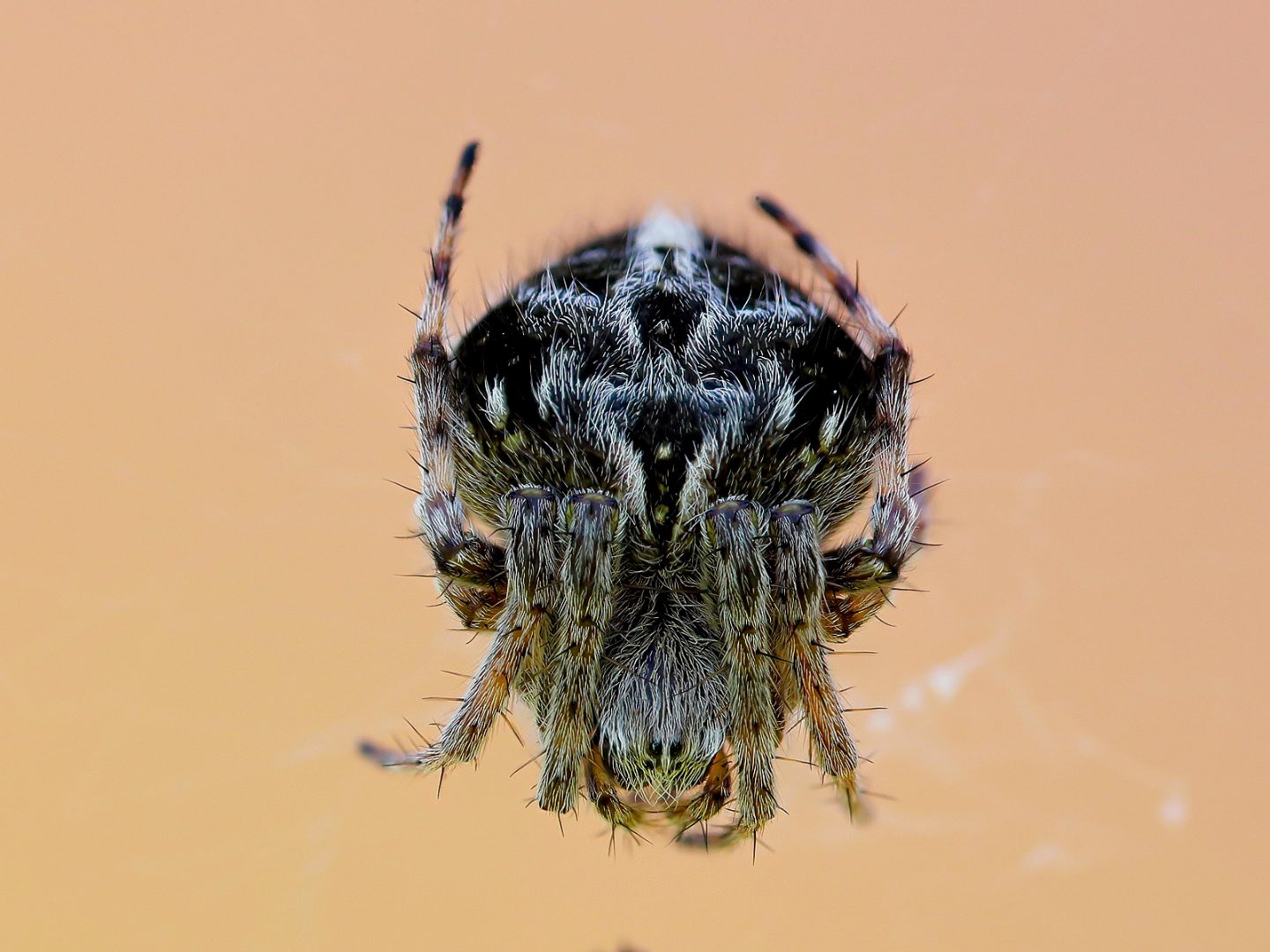 Araneidae - Agalenatea redii , Natura Mediterraneo | Forum Naturalistico