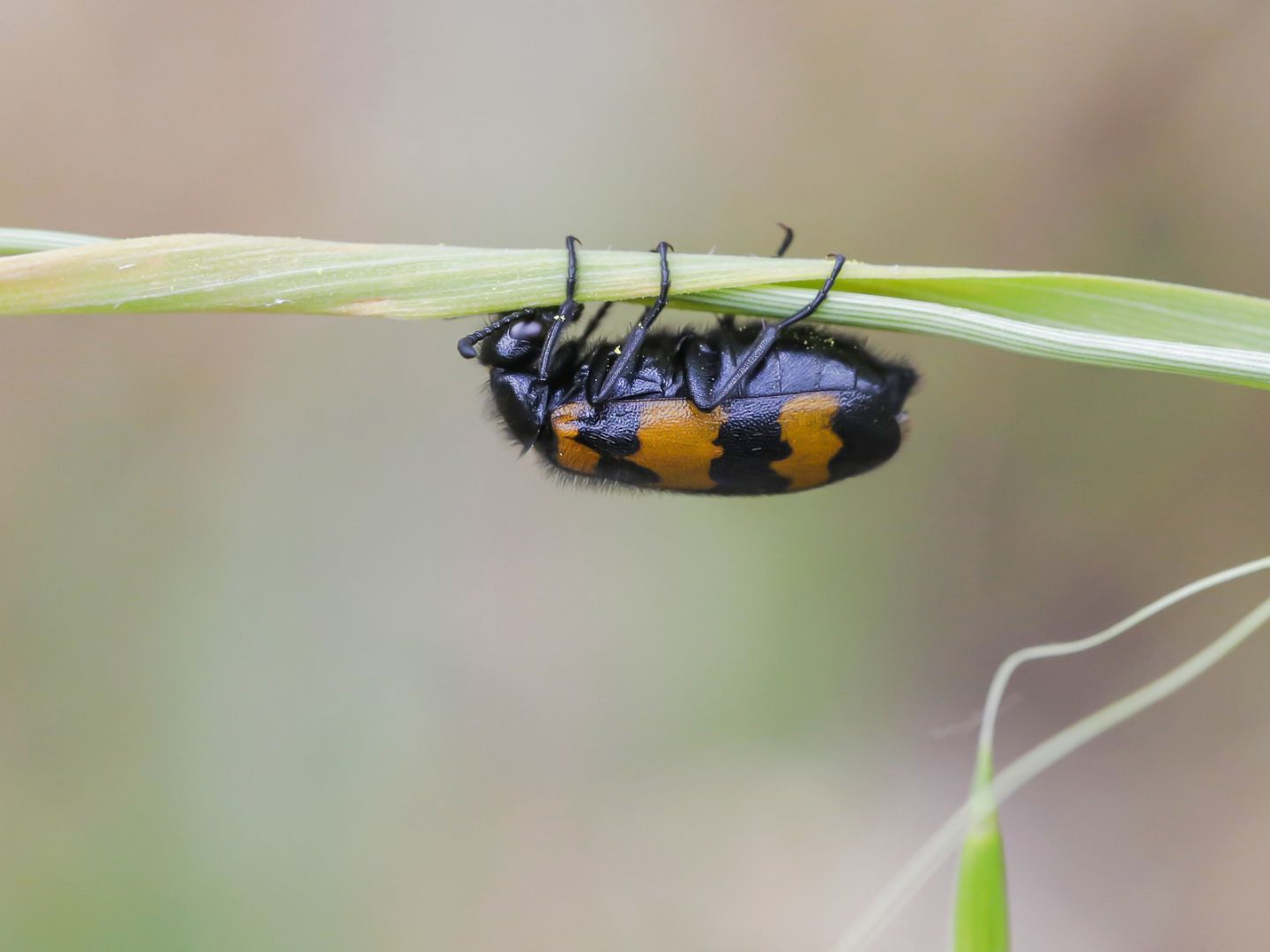 Meloidae - Mylabris variabilis , Natura Mediterraneo | Forum Naturalistico