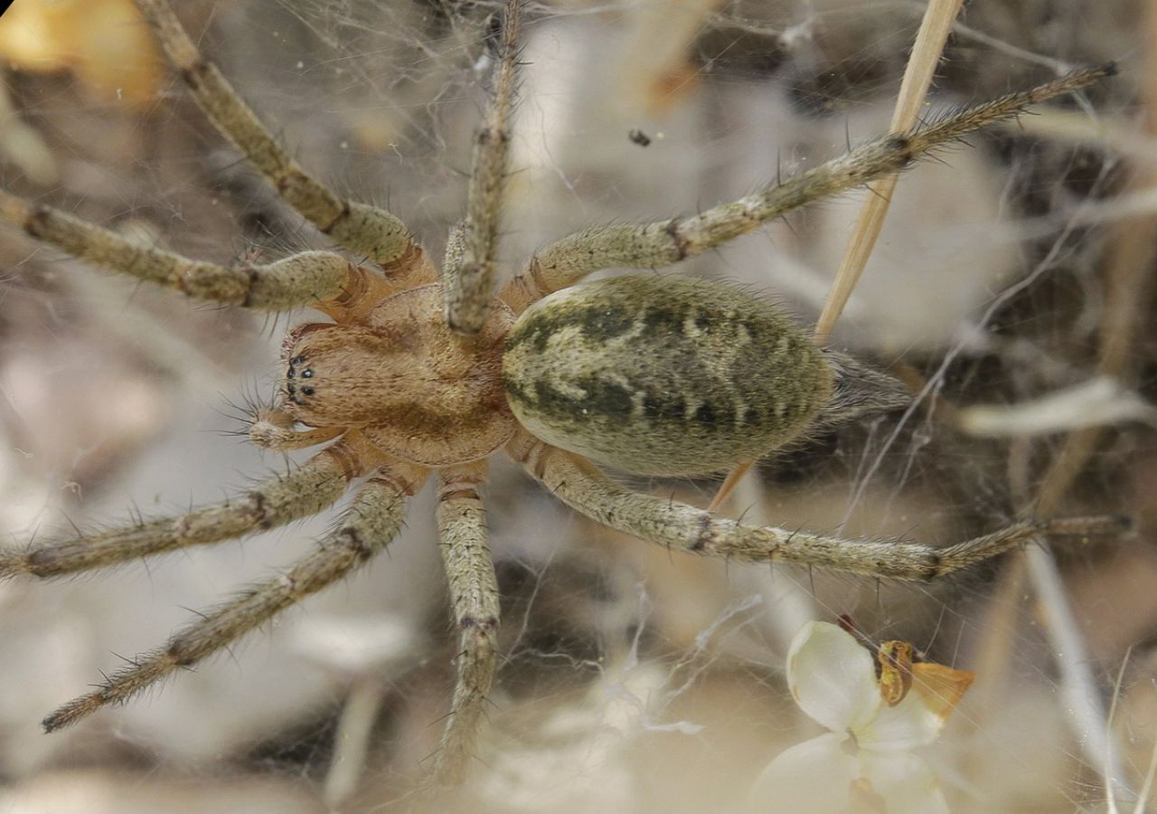 Agelenidae: Agelena labyrinthica , Natura Mediterraneo | Forum ...