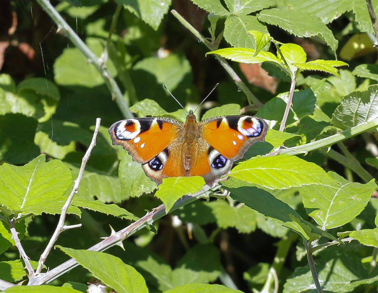 Nymphalidae - Aglais io (vanessa occhio di pavone) , Natura ...