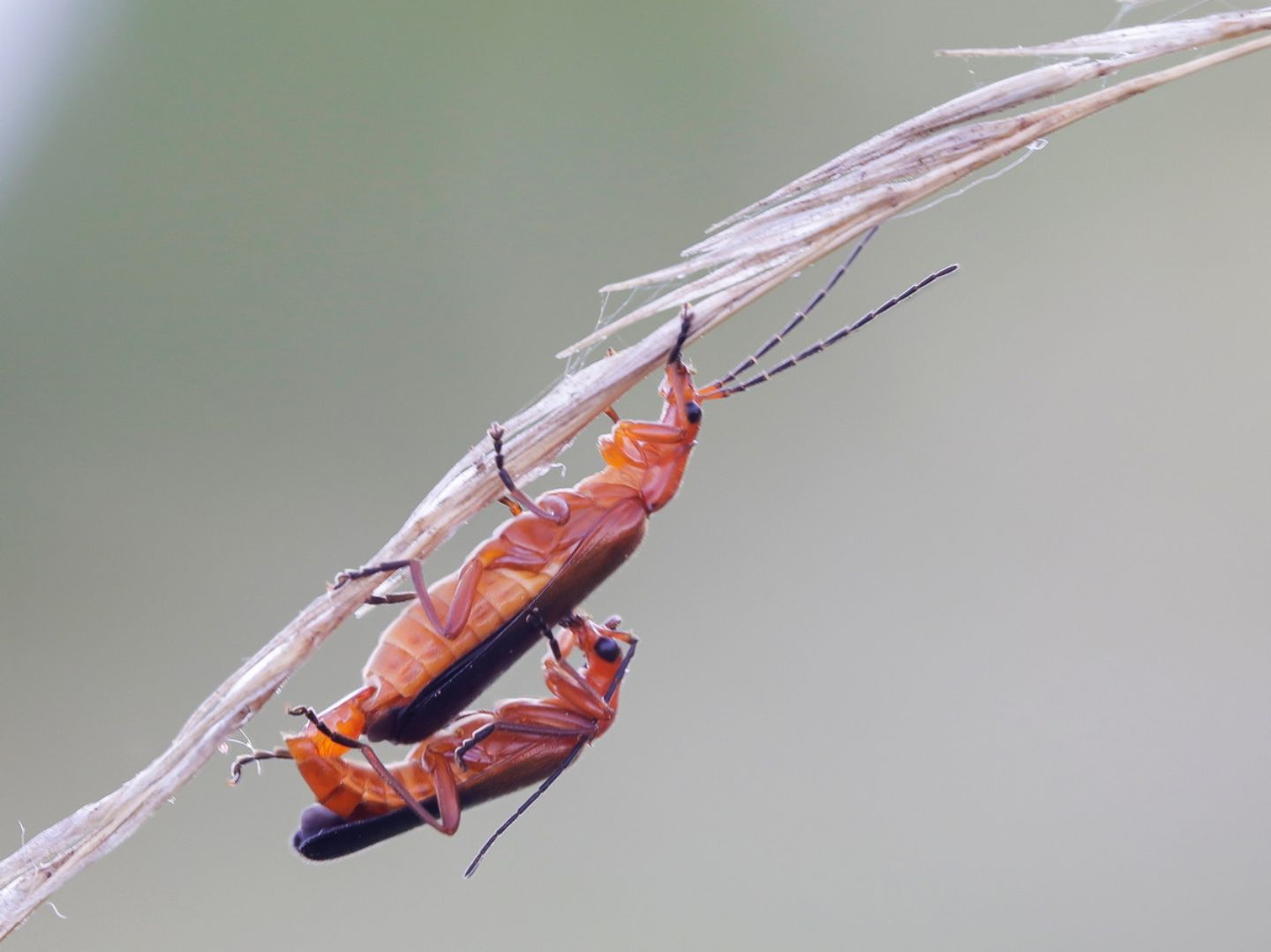Cantharidae - Cantharis sp.? No, Rhagonicha fulva , Natura Mediterraneo ...