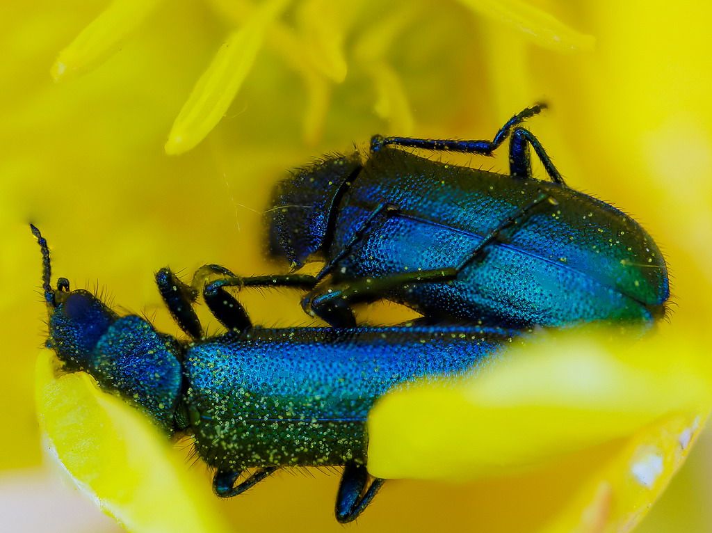 Dasytidae - Psilothrix viridicoerulea , Natura Mediterraneo | Forum ...