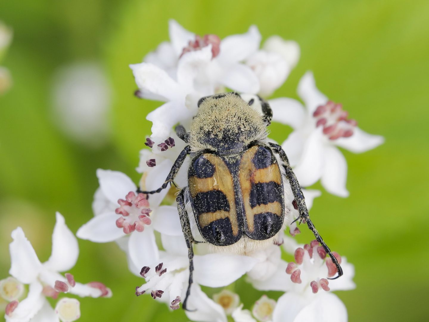 Cetoniidae - Trichius zonatus (= T. gallicus) , Natura Mediterraneo ...