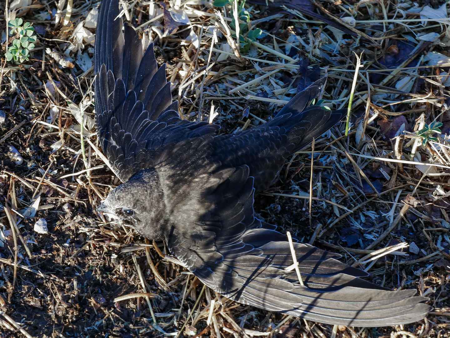 Rondone in difficoltà , Natura Mediterraneo | Forum Naturalistico