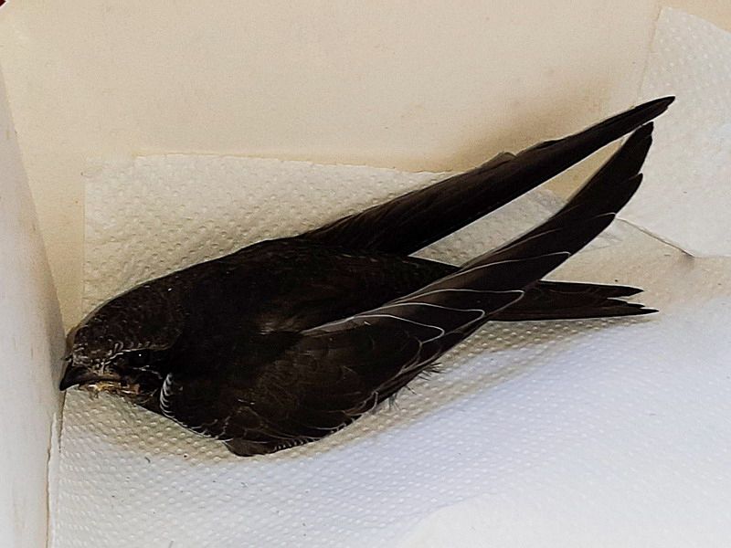 Rondone in difficoltà , Natura Mediterraneo | Forum Naturalistico