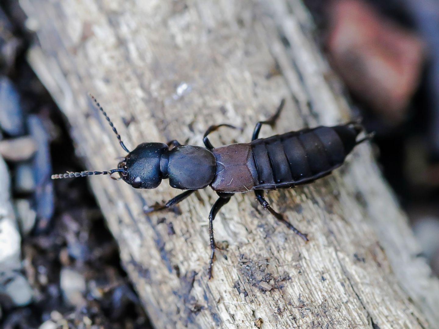 Staphylinidae - Ocypus Italicus , Natura Mediterraneo | Forum Naturalistico