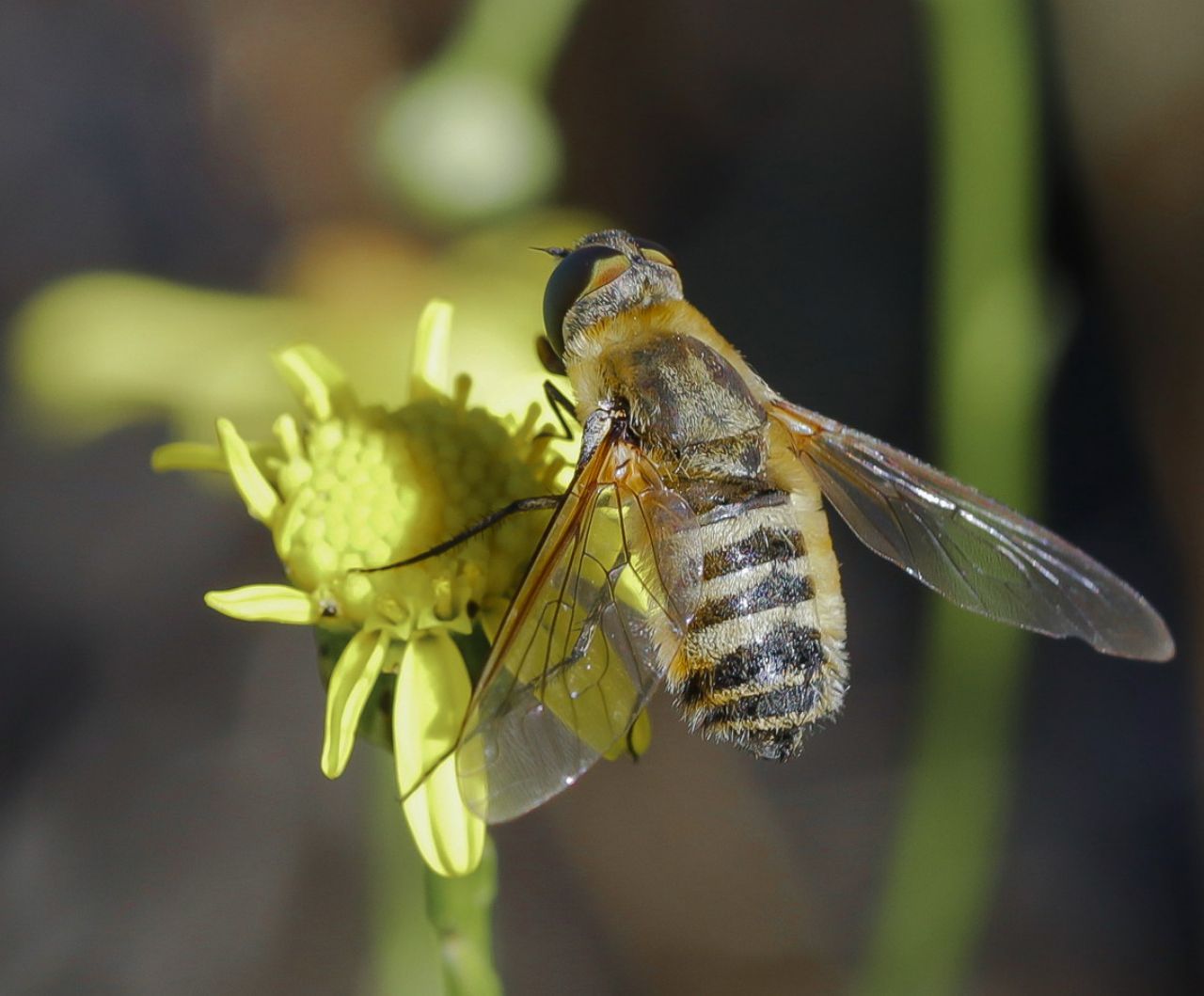 Bombyliidae - Villa sp. , Natura Mediterraneo | Forum Naturalistico