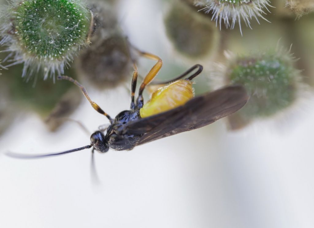 Braconidae sp. ? , Natura Mediterraneo | Forum Naturalistico