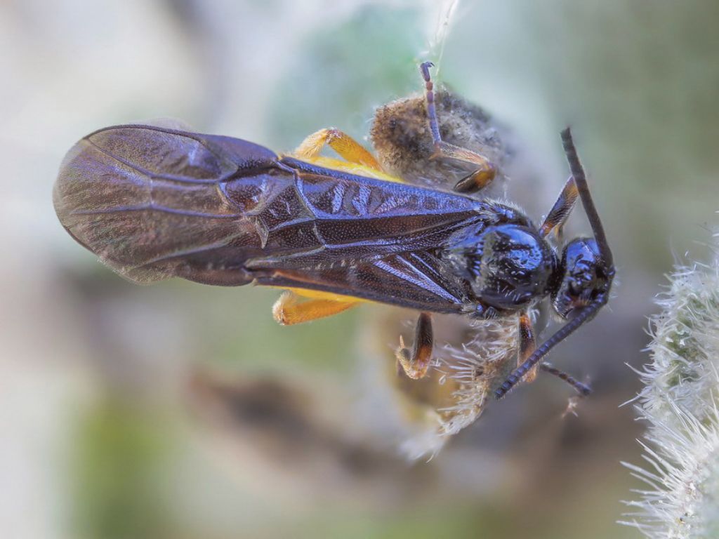 Braconidae sp. ? , Natura Mediterraneo | Forum Naturalistico