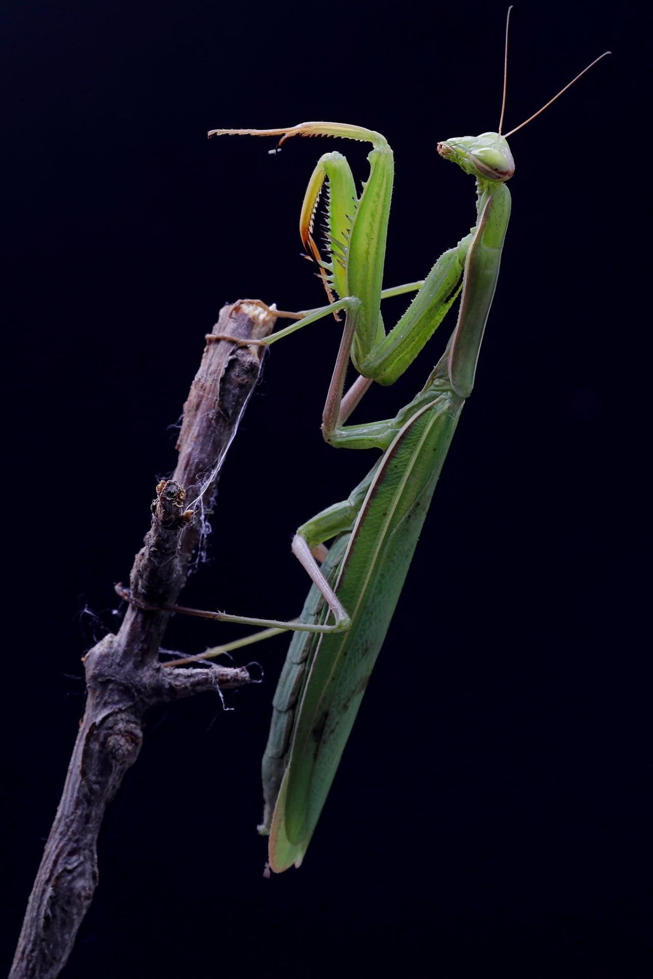Mantidae - Mantis religiosa , Natura Mediterraneo | Forum Naturalistico