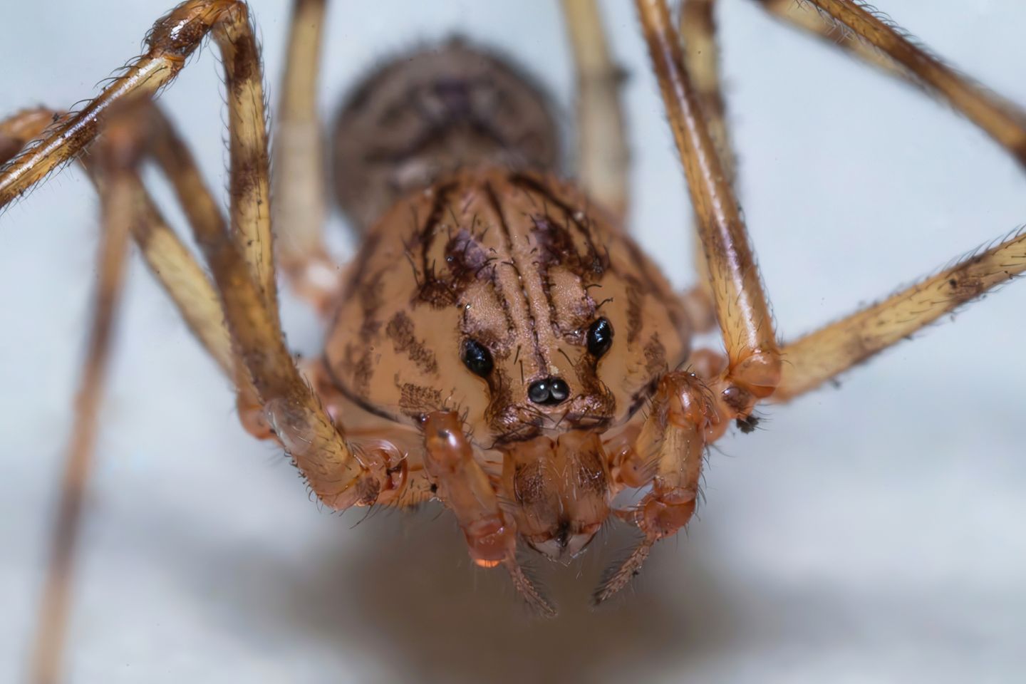 Scytodidae - Scytodes thoracica , Natura Mediterraneo | Forum Naturalistico