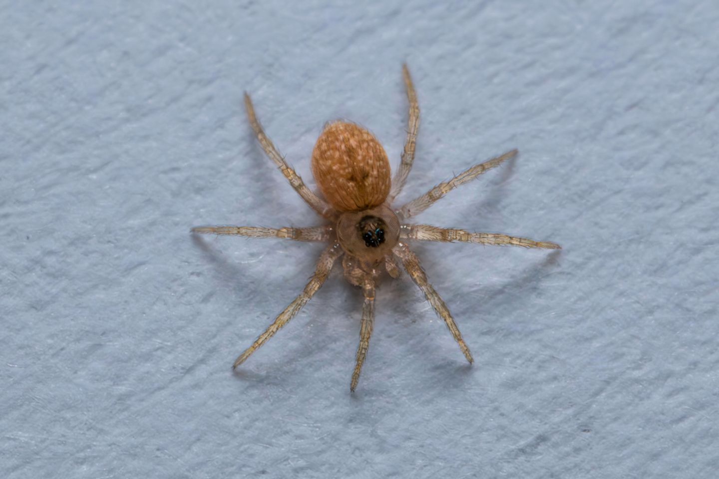 Oecobiidae - Oecobius sp. , Natura Mediterraneo | Forum Naturalistico