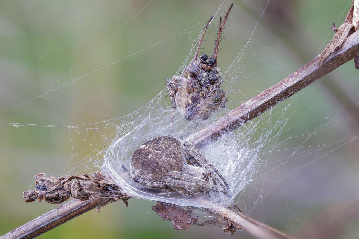 Quando i ragni fanno il nido "come gli uccelli"...Agalenatea redii ...