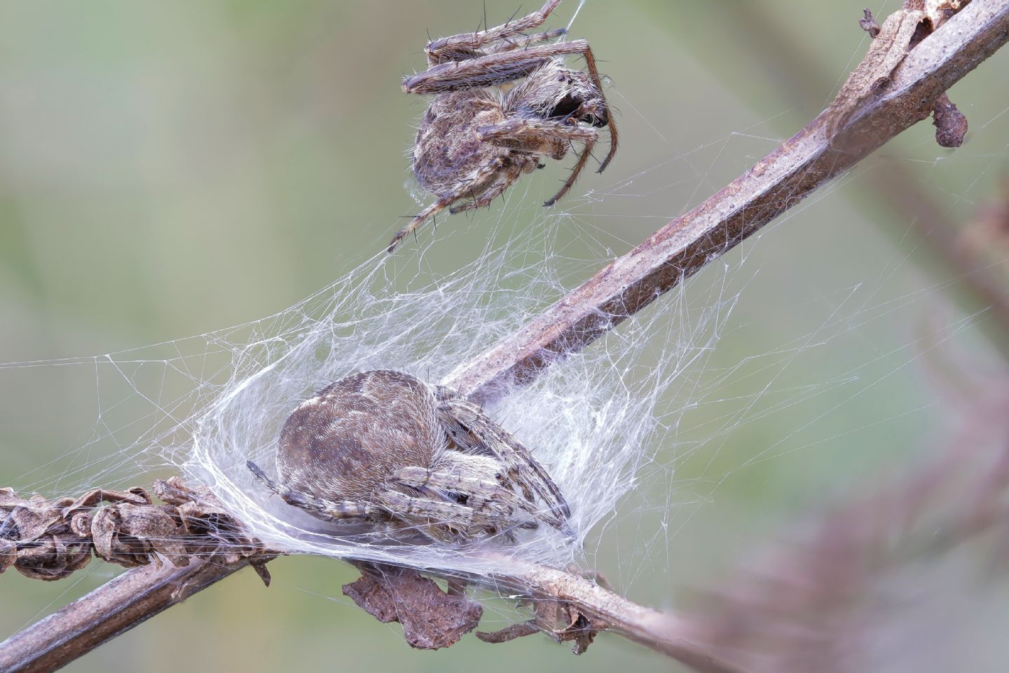 Quando i ragni fanno il nido "come gli uccelli"...Agalenatea redii ...