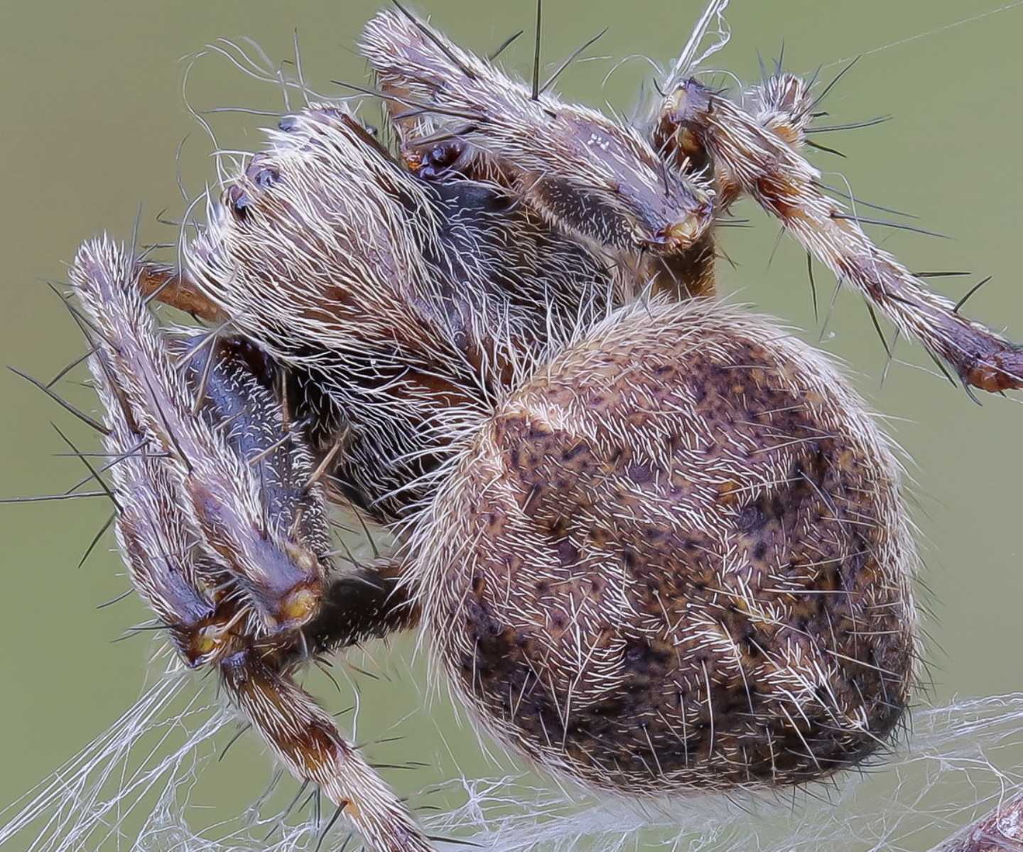 Quando i ragni fanno il nido "come gli uccelli"...Agalenatea redii ...