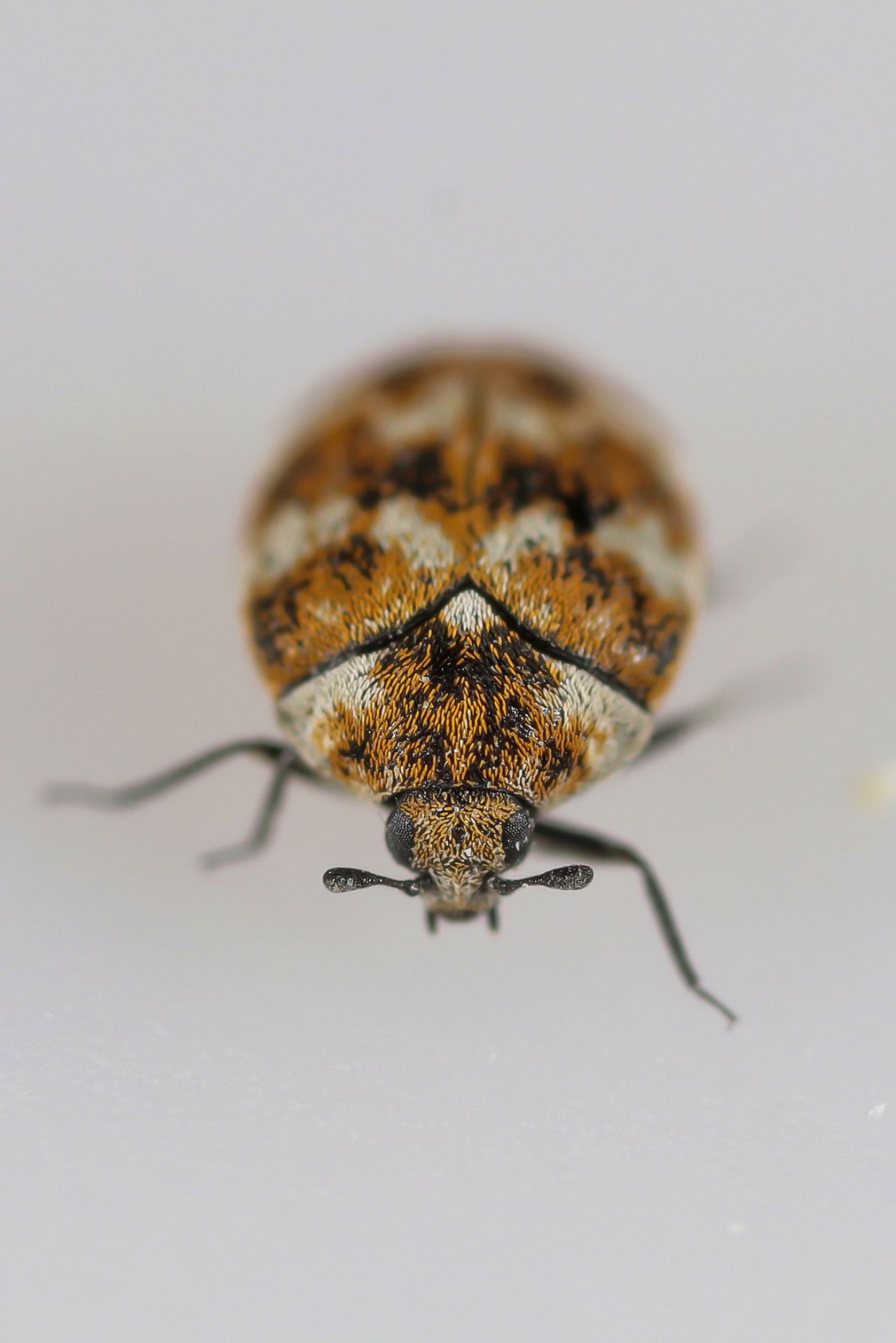 Dermestidae - Anthrenus (Nathrenus) verbasci , Natura Mediterraneo ...