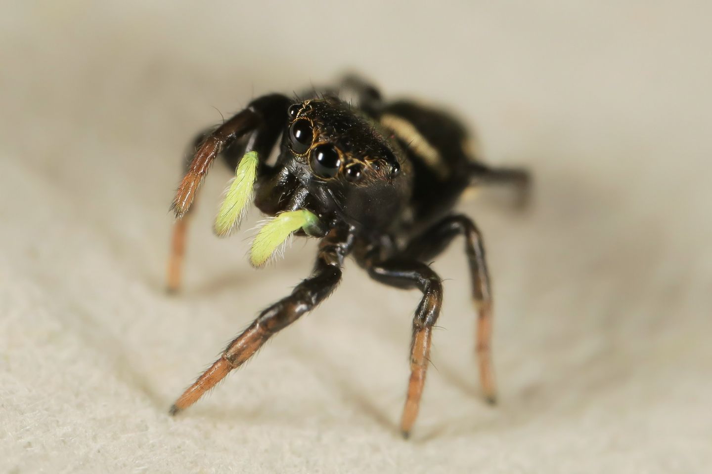 Femmina di Heliophanus sp. , Natura Mediterraneo | Forum Naturalistico