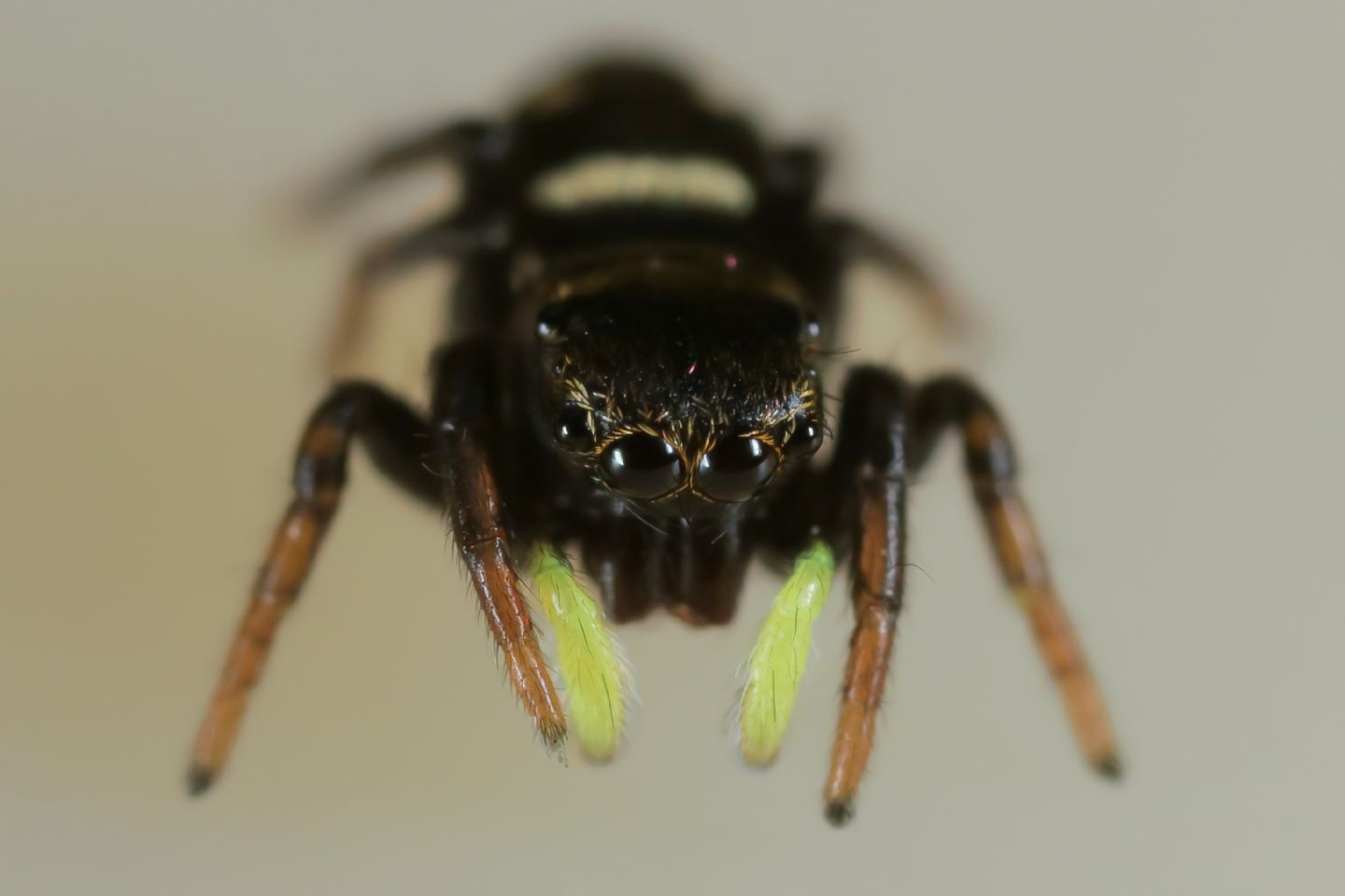 Femmina di Heliophanus sp. , Natura Mediterraneo | Forum Naturalistico