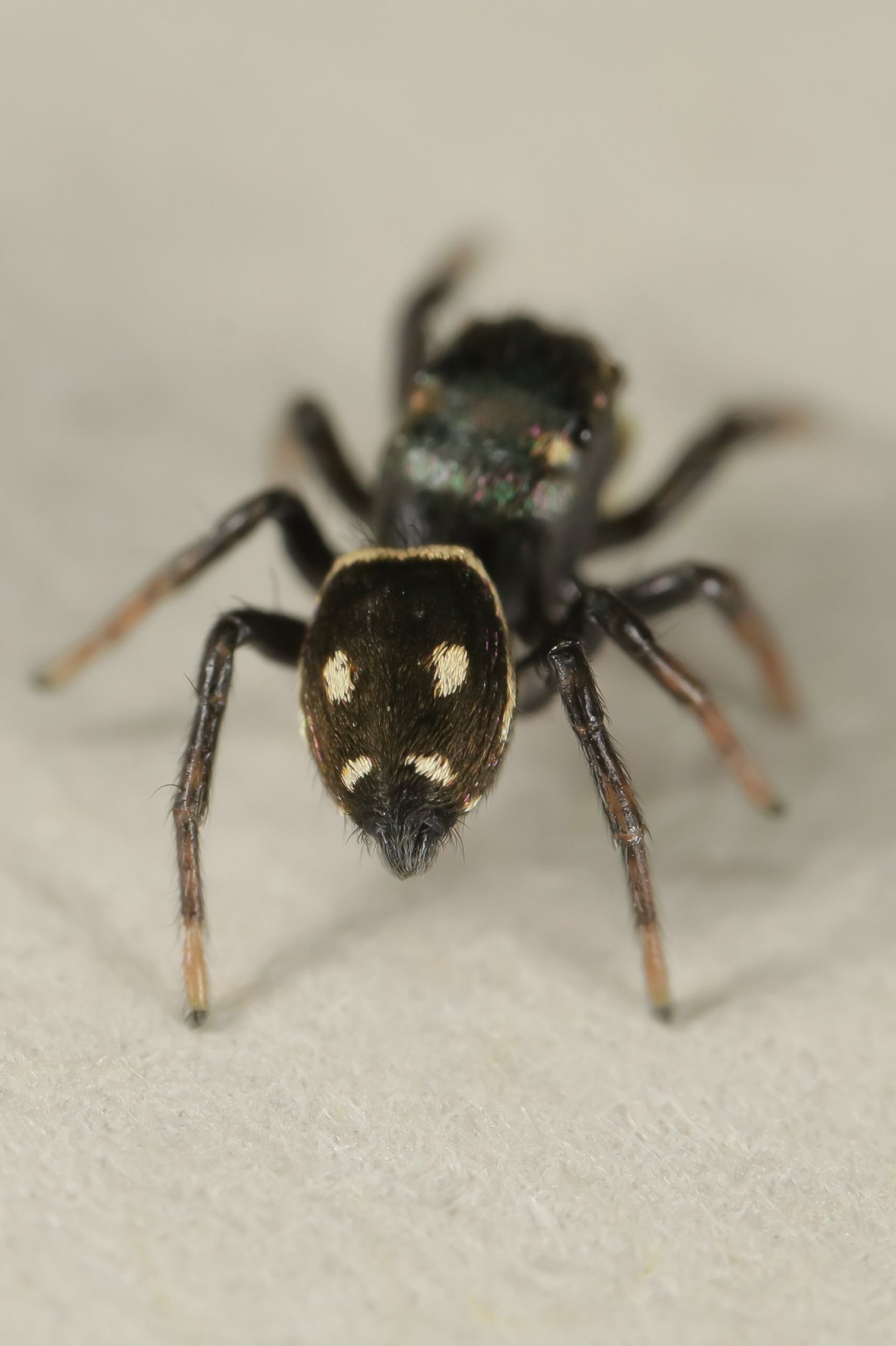 Femmina di Heliophanus sp. , Natura Mediterraneo | Forum Naturalistico