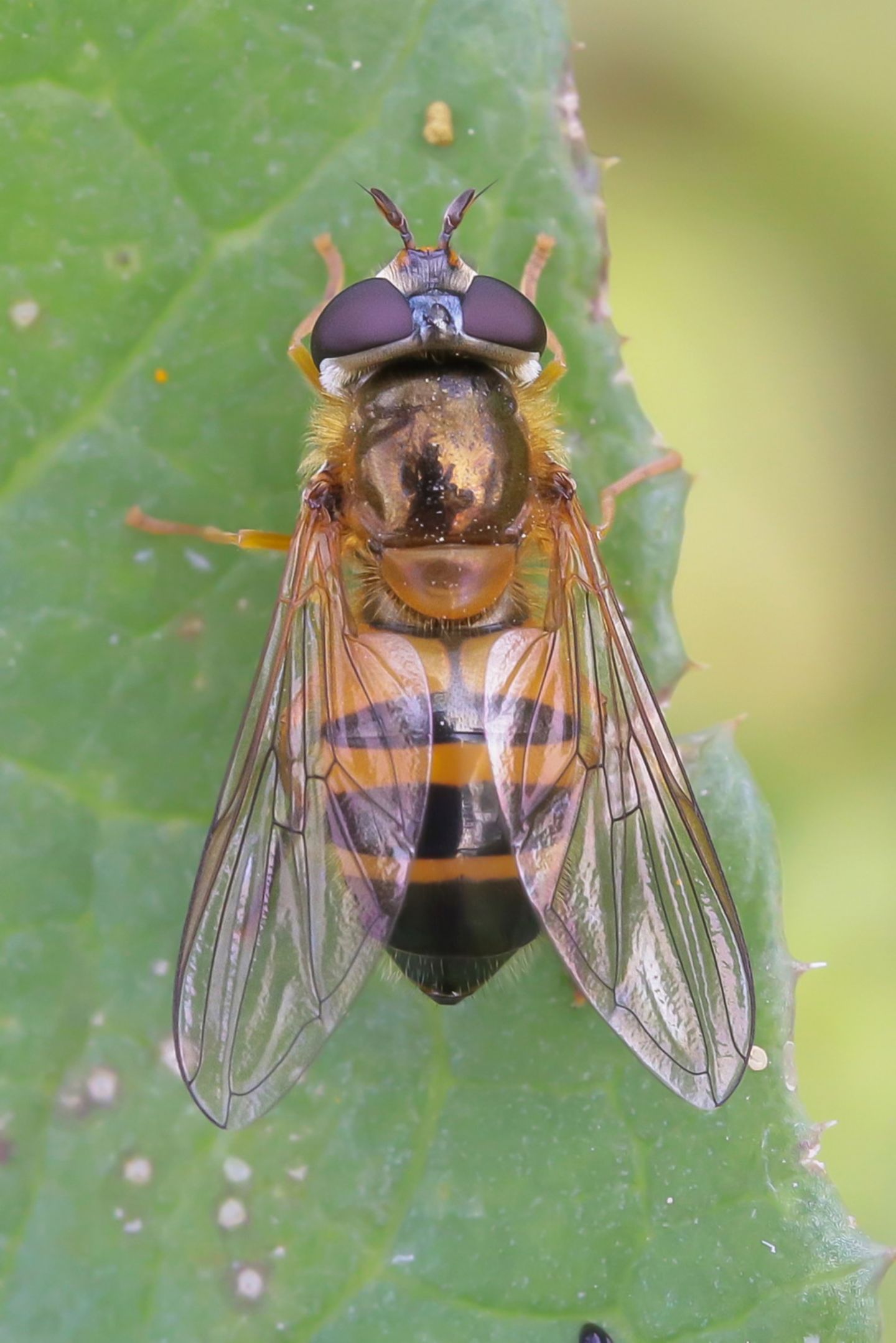 Syrphidae - Epistrophe sp. , Natura Mediterraneo | Forum Naturalistico
